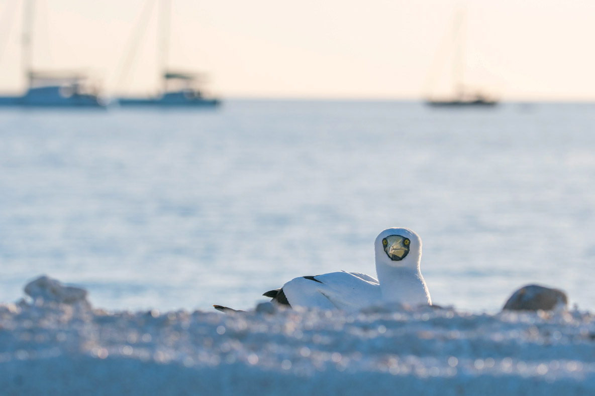 L'oeil du photographe - Fou de Bassan : Etonnant compagnon de mer ...